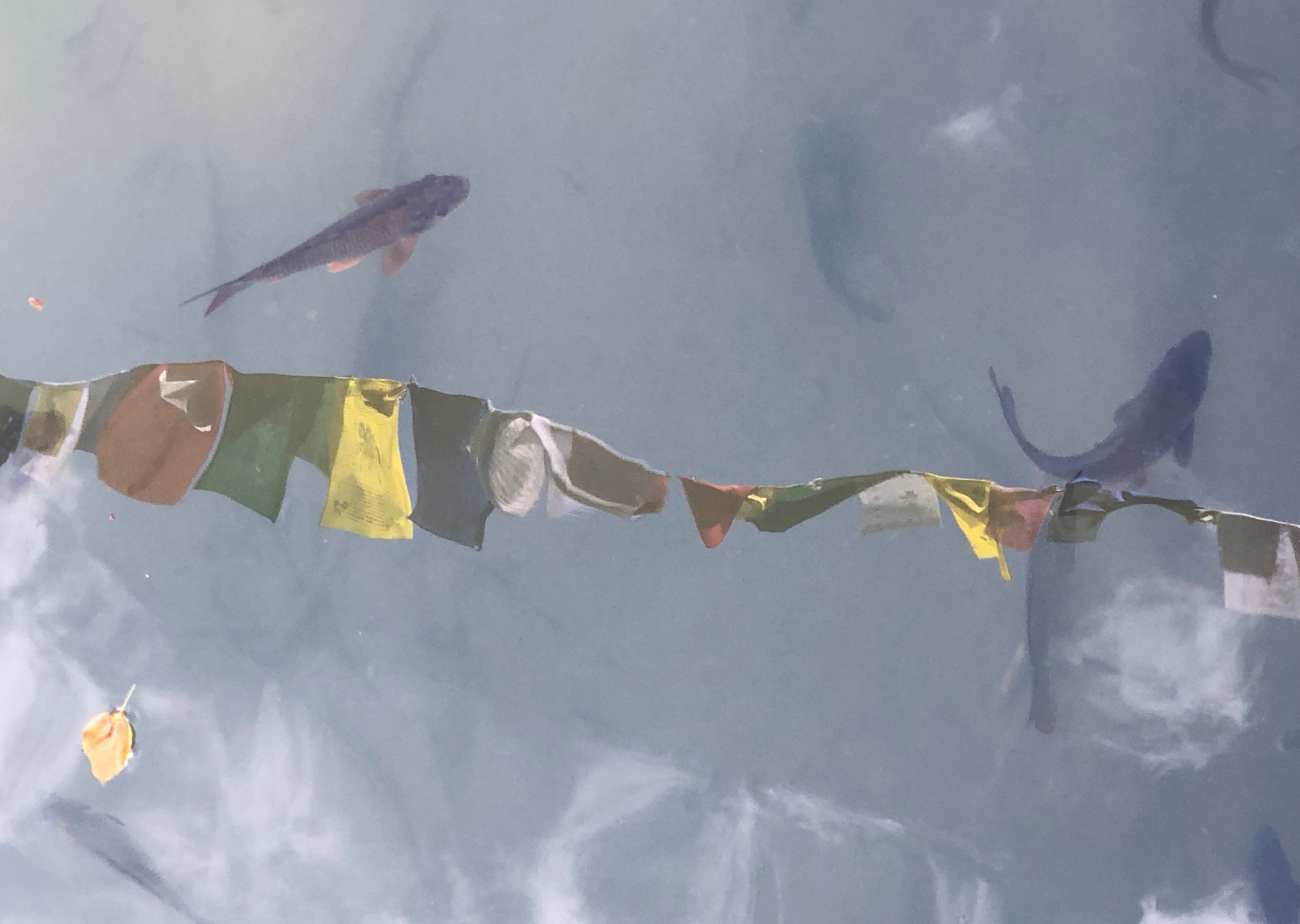 Birds & Fish of Norbulingka – Norbulingka Institute of Tibetan Culture